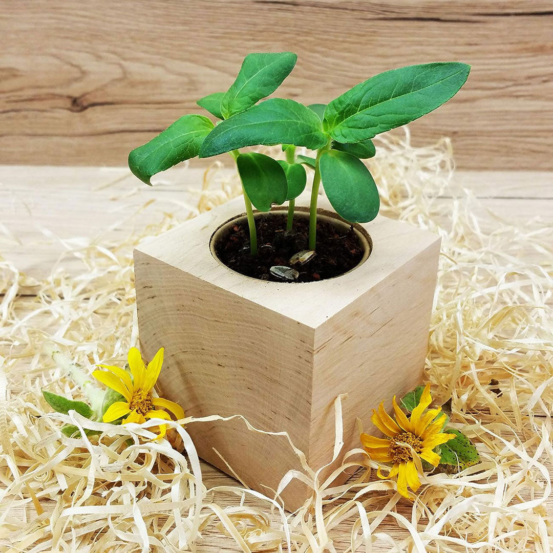 Eco Cube - iGreen Gadgets – Ubuntu Pack